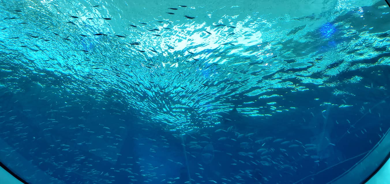 Photo Gallery – Grey Dolan